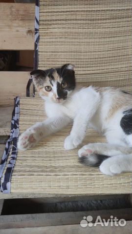 Кошка
