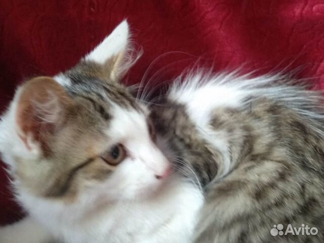 Котики бесплатно