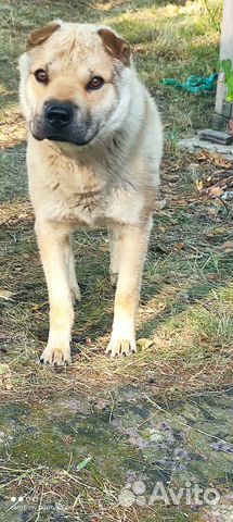 Найден симпатичный пёсель -метис