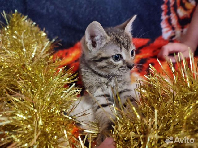 Котёнок с ладошку