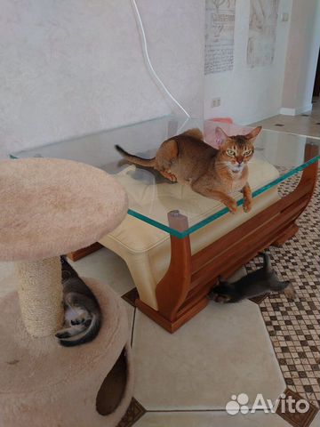 Котята от аббисинской кошки