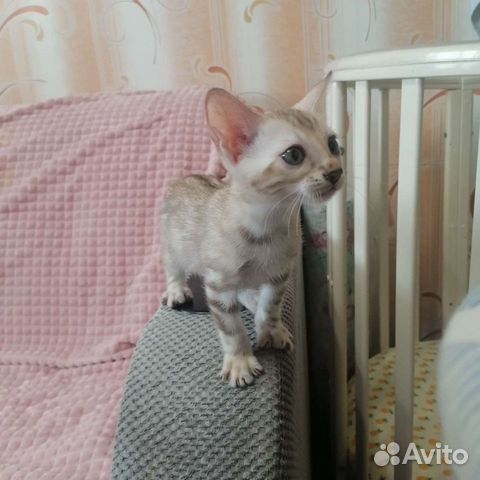 Бенгальские котята