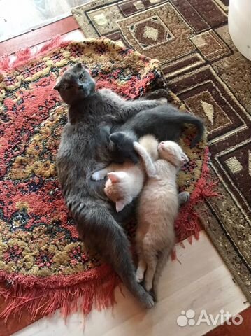 Котятки - милашки вислоухий