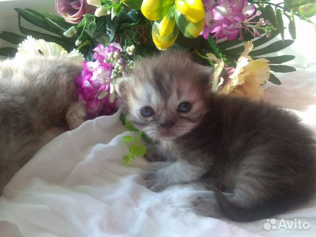 Персидская