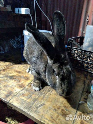 Кролики породы фландер