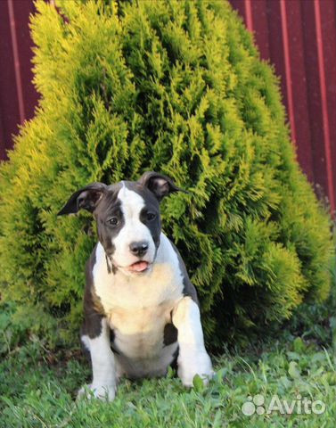 Очень красивая девочка стаффочка