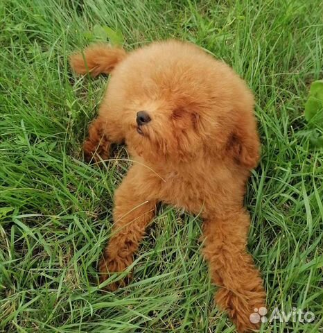 Той-пудель красный