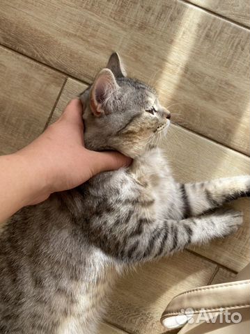 Кот Шотланский прямоухий