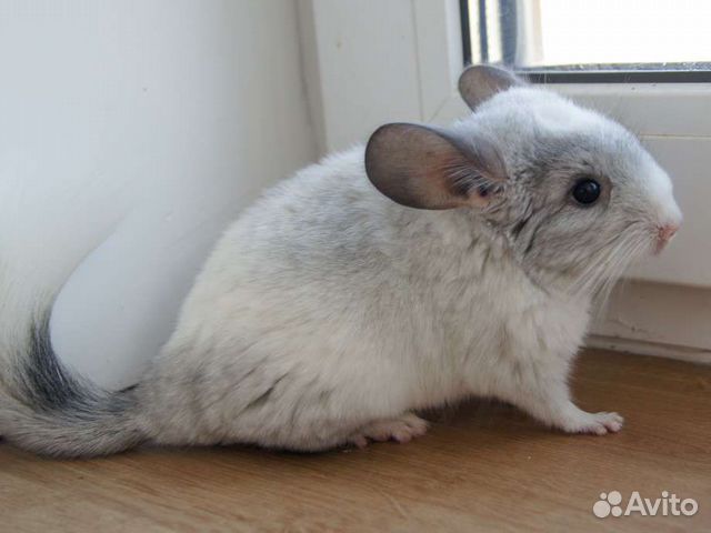 Шиншилла, девочка, 2 месяца