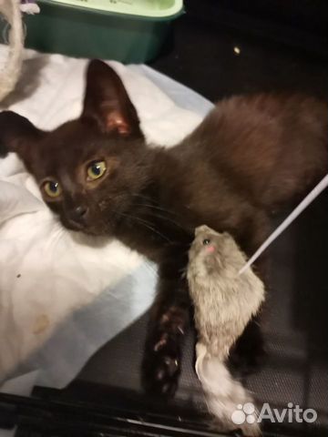 Котенок Уголек