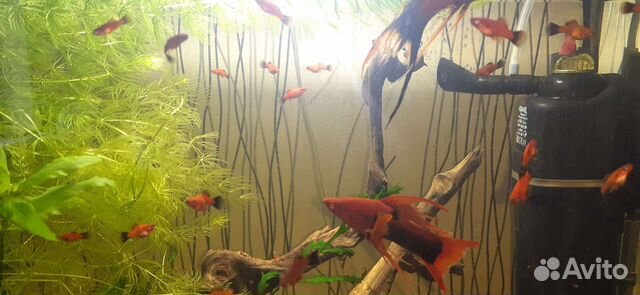 Меченосцы берлинцы