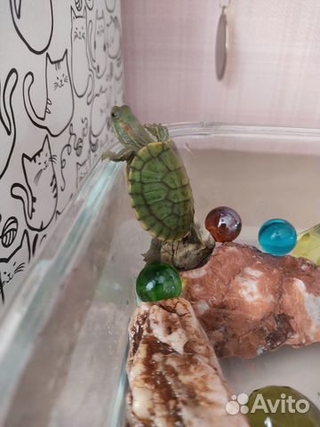 Красноухий Черепашенок. Бесплатно