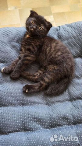 Шотланский котенок ищет дом