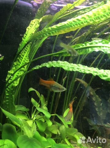 Аквариумные растения бесплатно