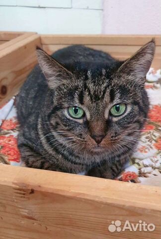 Кошка Грушенька