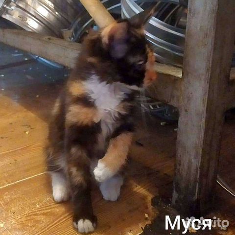 Трехцветные котята ищут дом