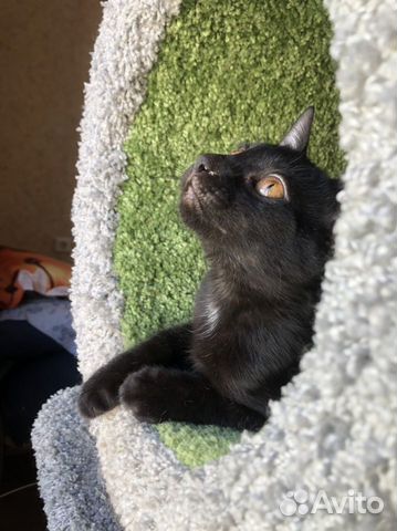 Котенок кот в дар бесплатно добрые руки