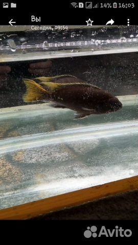 Аквариумные рыбы