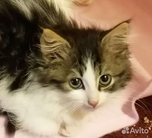 Котенок