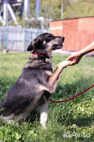 Собака в добрые руки, в дар