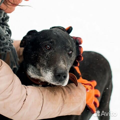 Неужели я так и не узнаю,что такое собачье счастье