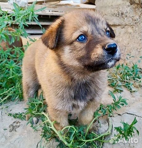 Классный Щенок ищет своих Друзей)