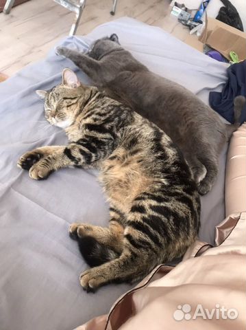 Шотландский котик для вязки