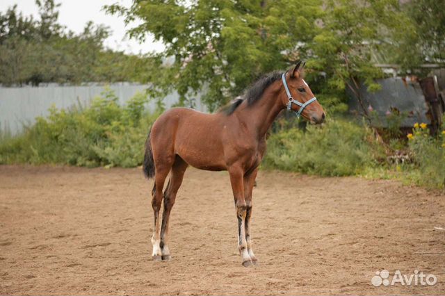 Продам кобылку 06.04.2021