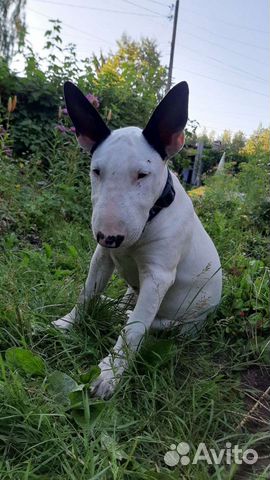 Бультерьер