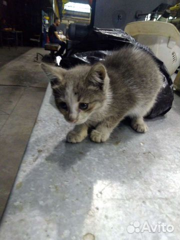 Котята в добрые руки бесплатно