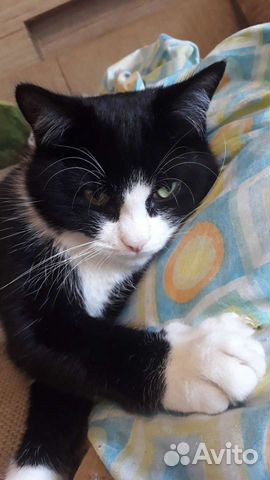 Отдадим чудо кота