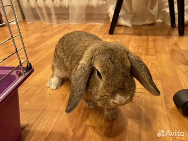 Вислоухий кролик с клеткой и всем необходимым