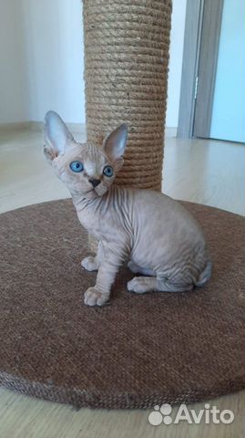 Канадский сфинкс