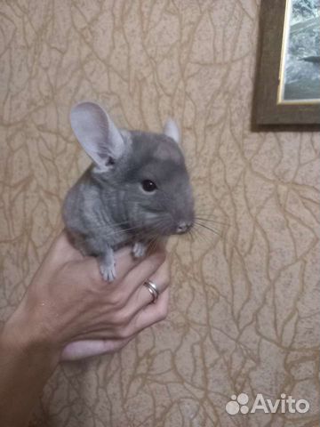 Шиншилла(щенок)