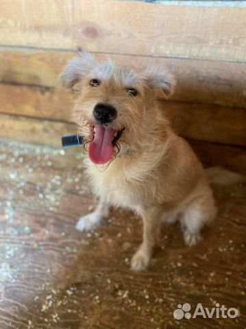 Терьер ищет дом, собака в дар