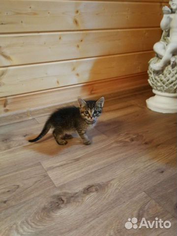 Серенький котик