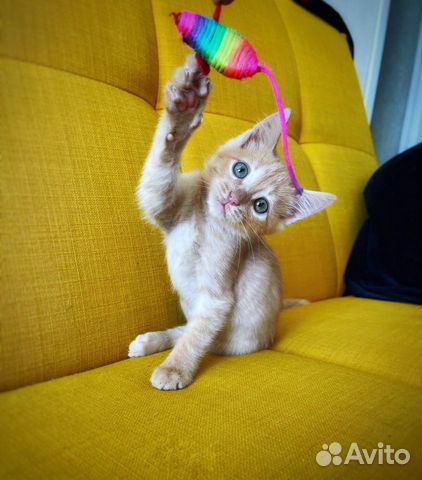 Рыжий малыш