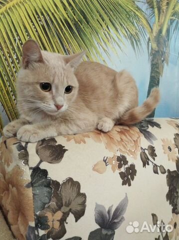 Персиковый котик