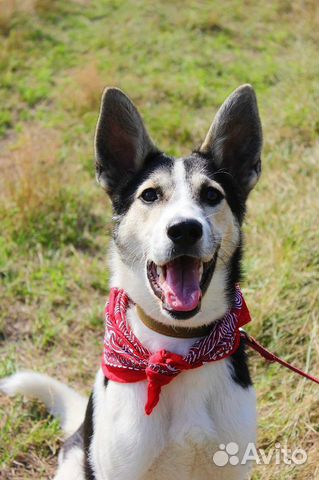 Малышка Вега в добрые руки