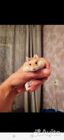 Джунгарский хомяк бесплатно