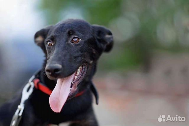 Щенок( вырастет по колено) в добрые руки