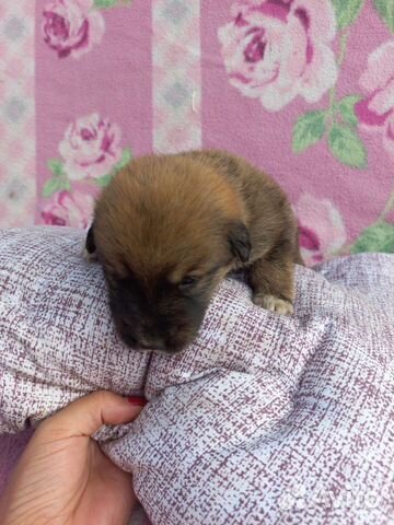 Собаки бесплатно в добрые руки щенки