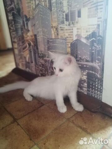 Кошечка Белоснежка в хорошие руки