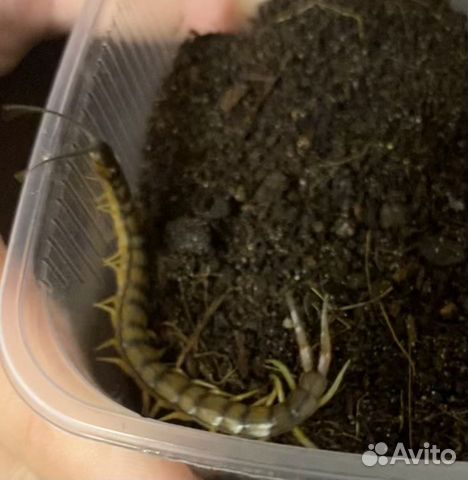 Сколопендра