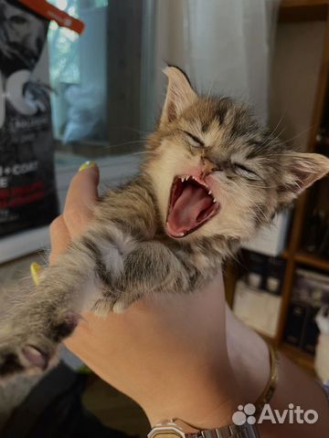 Отдадим котят в добрые руки