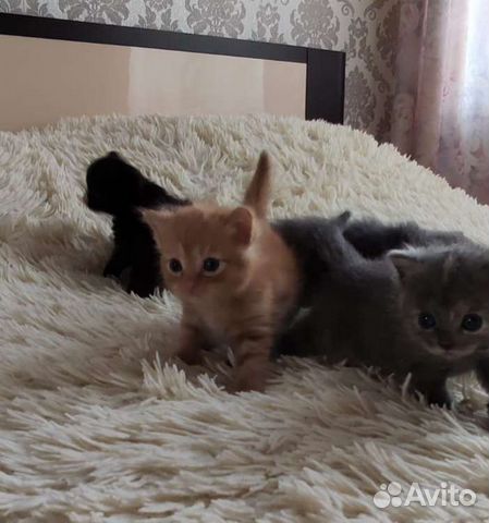 Кошки в добрые руки