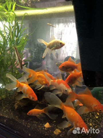 Карпики кои