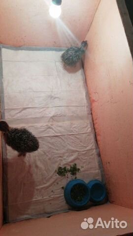 Страусята, страусы