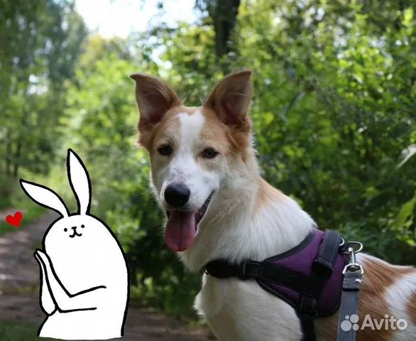 Шанель модель