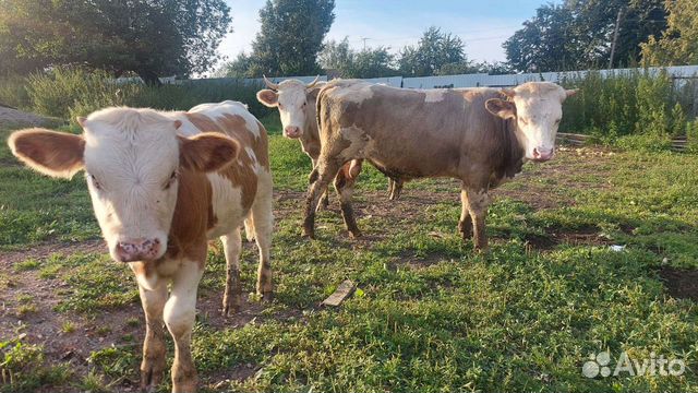 Бычки и бараны